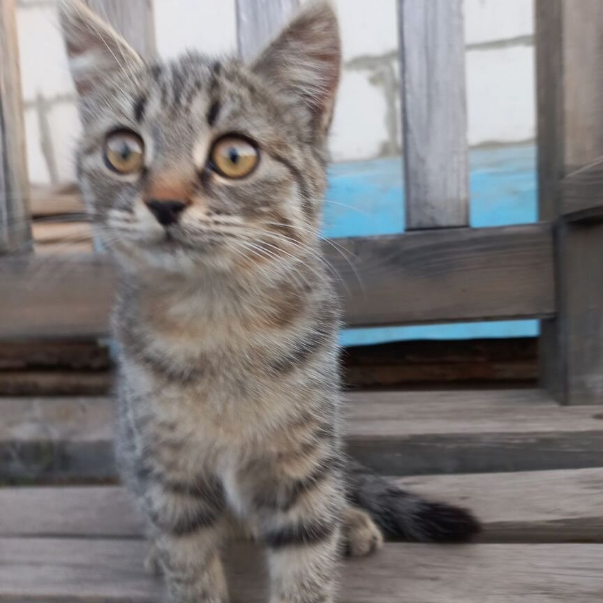 Отдам в добрые руки