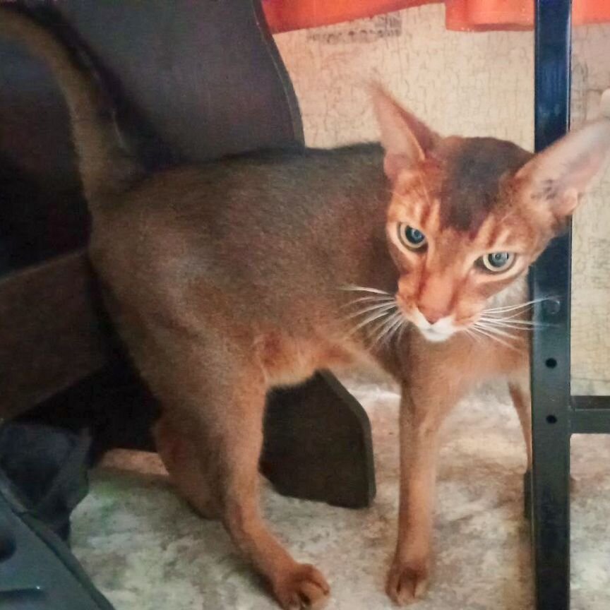 Найден кот