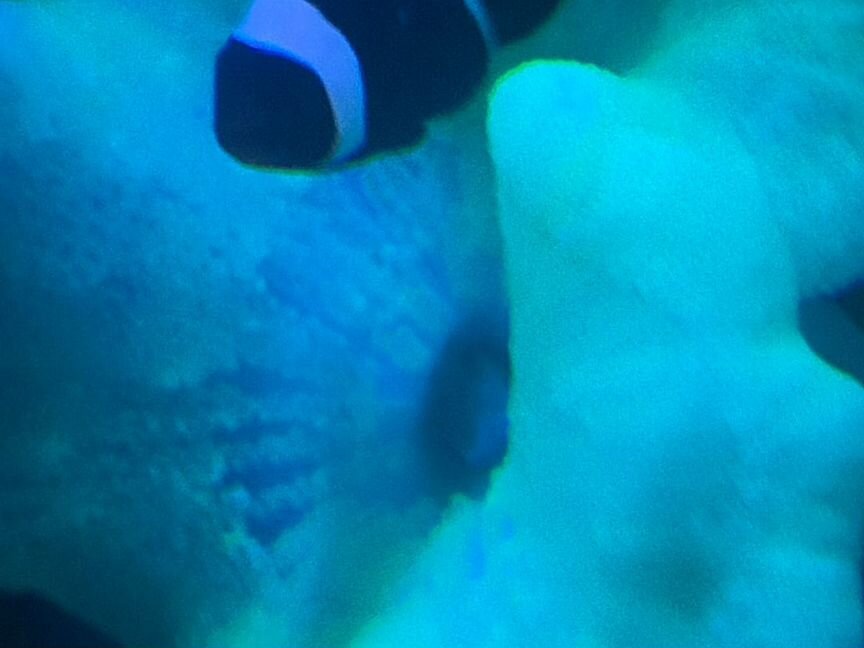 Актиния ковровая