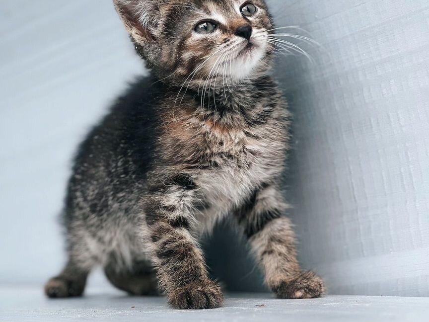 Котенок ищет семью