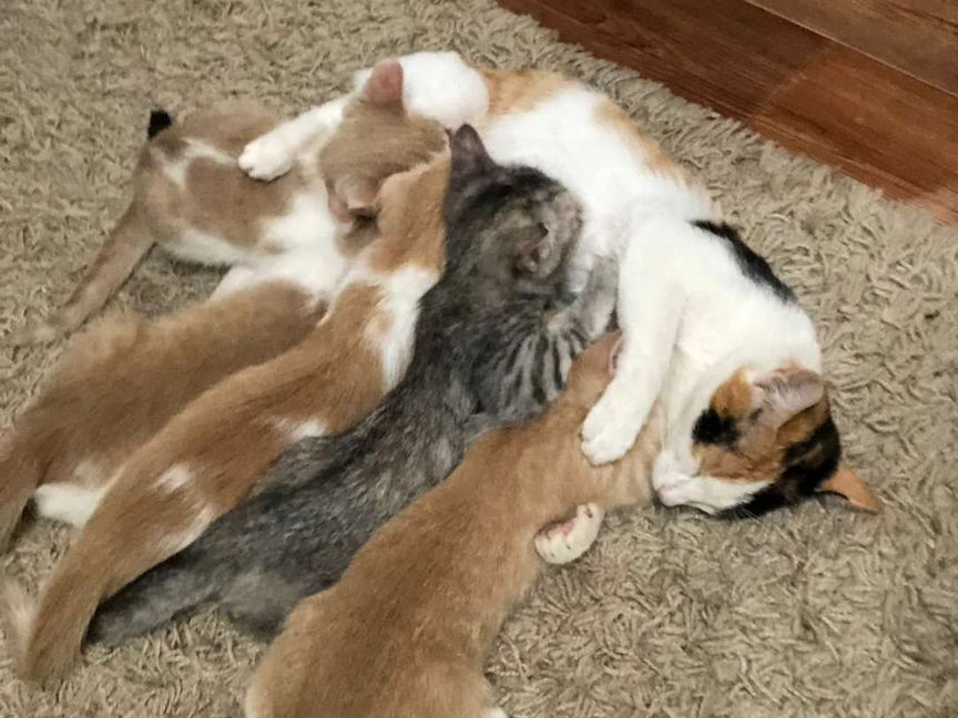 Котята отдам в добрые руки бесплатно