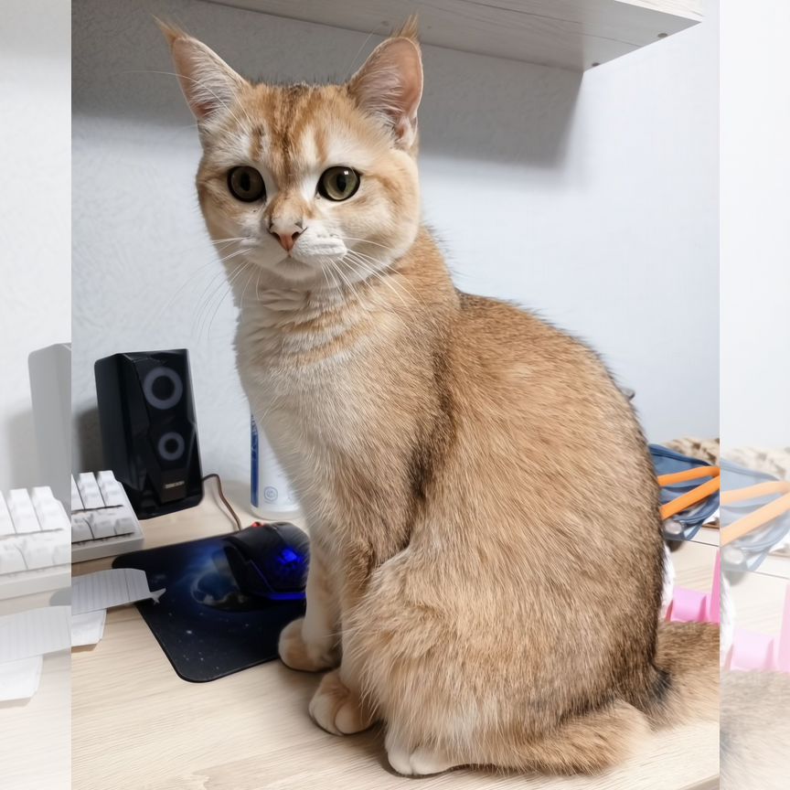 Шотландский прямоухий короткошёрстный котёнок