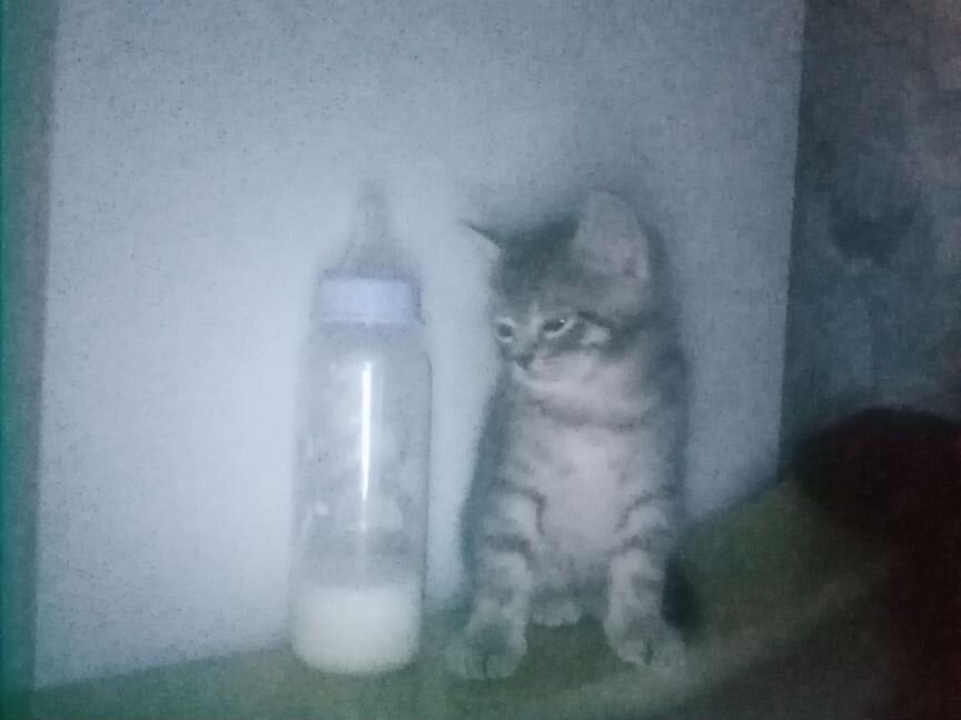 Шотландский котенок