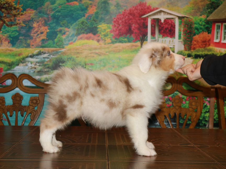 Породный щенок австралийской овчарки (Аусси)