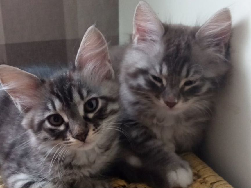 Котятам очень нужна новая мама