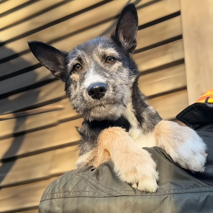 Щенок в добрые руки