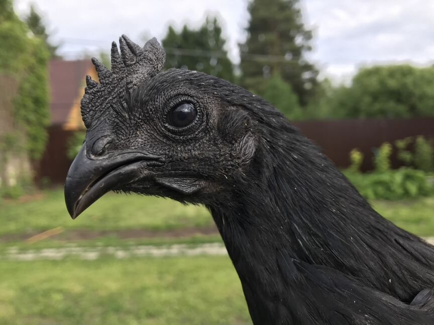 Черные петухи