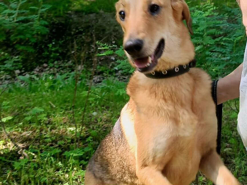 Собака в добрые руки отдам бесплатно