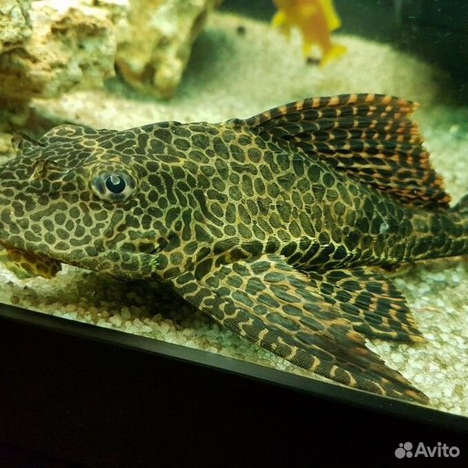 Продам птеригоплихта