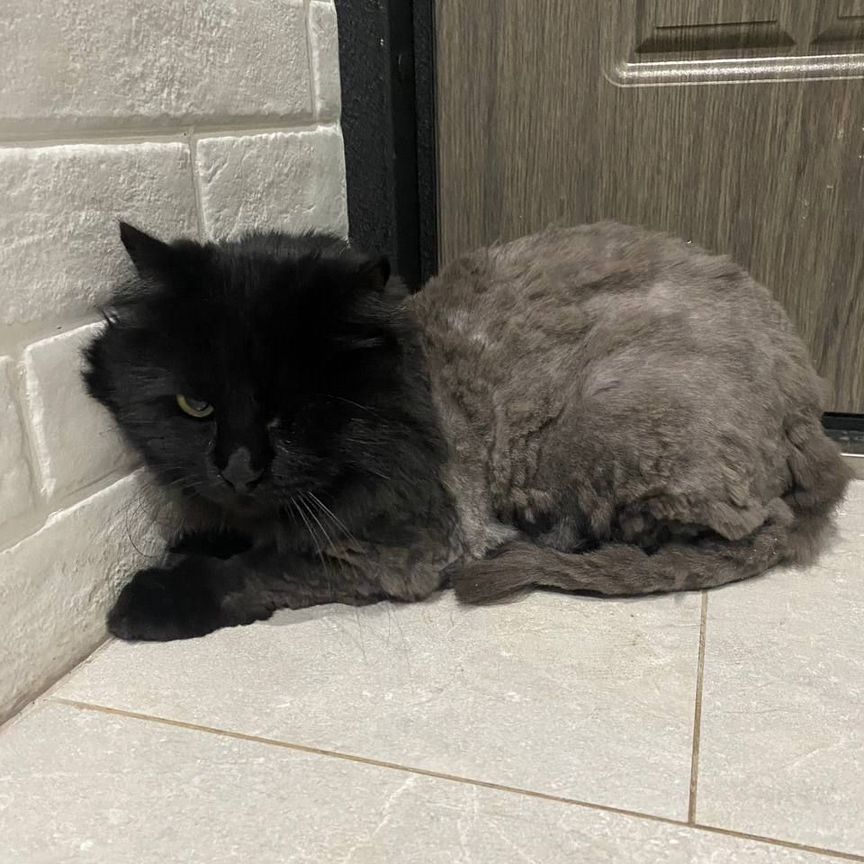 Кот Пиратик