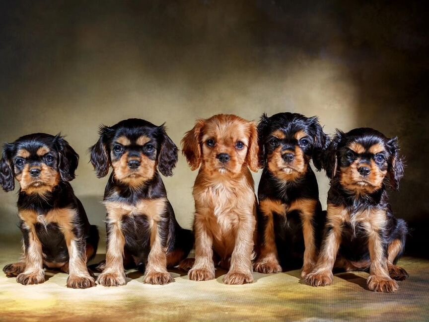 Кавалер кинг чарльз спаниель