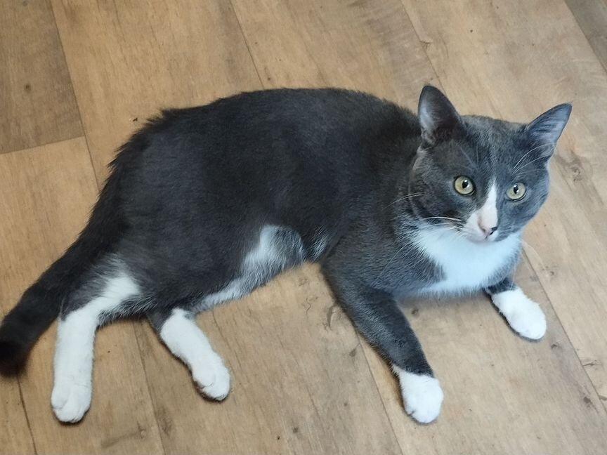 Отдам кота в добрые руки