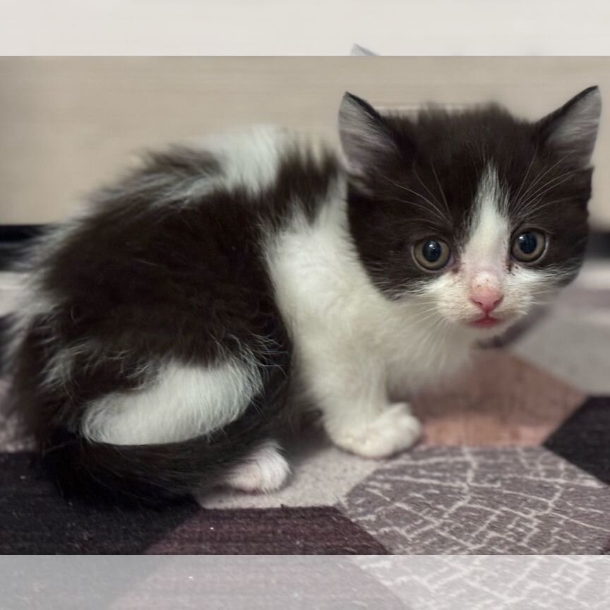 Котёнок в добрые руки