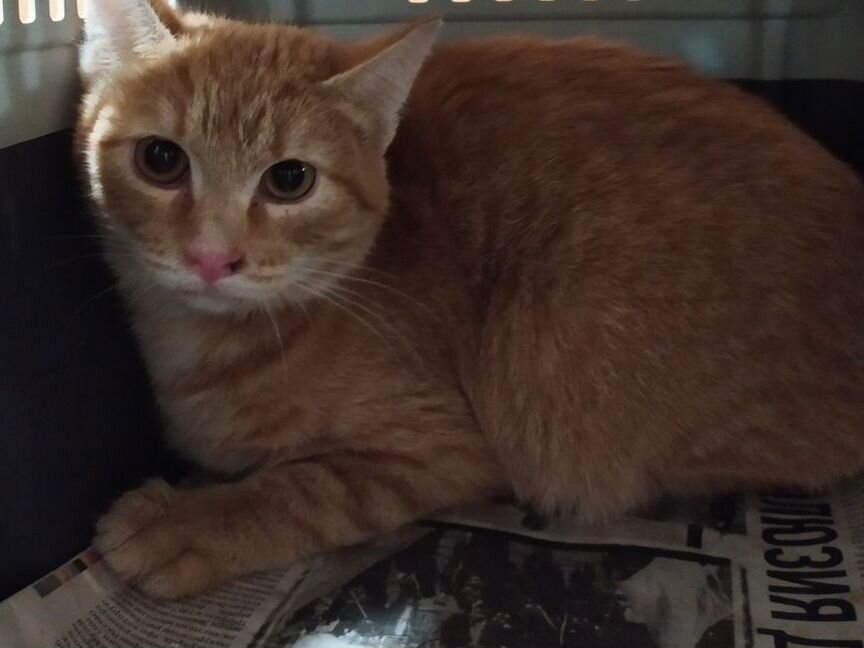 Котёнок в хорошие руки