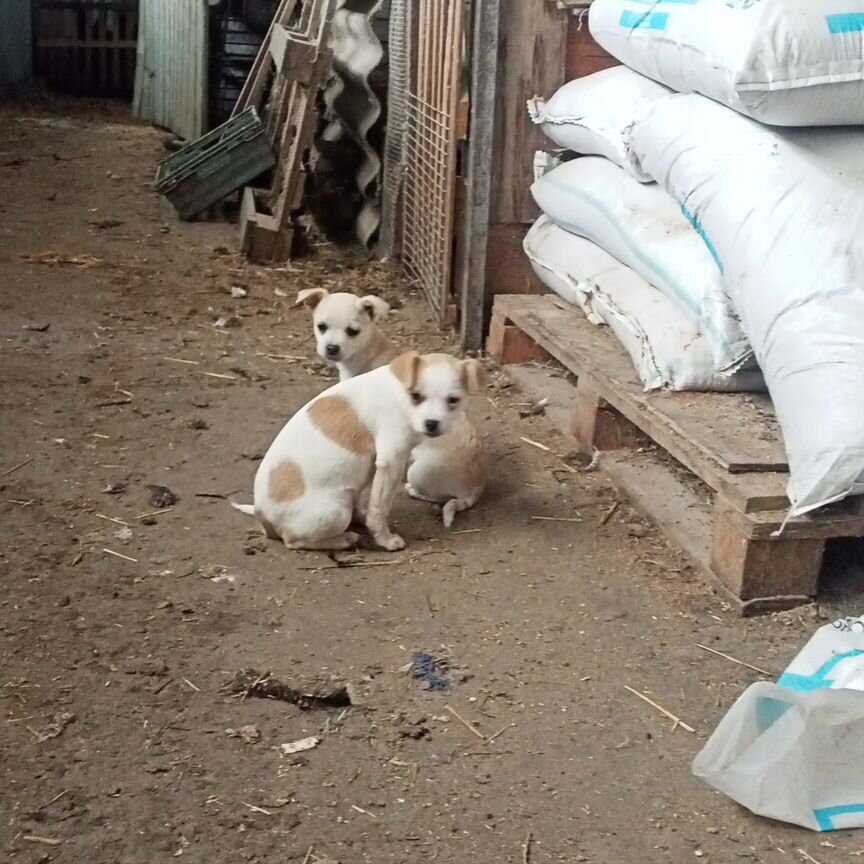Щенки