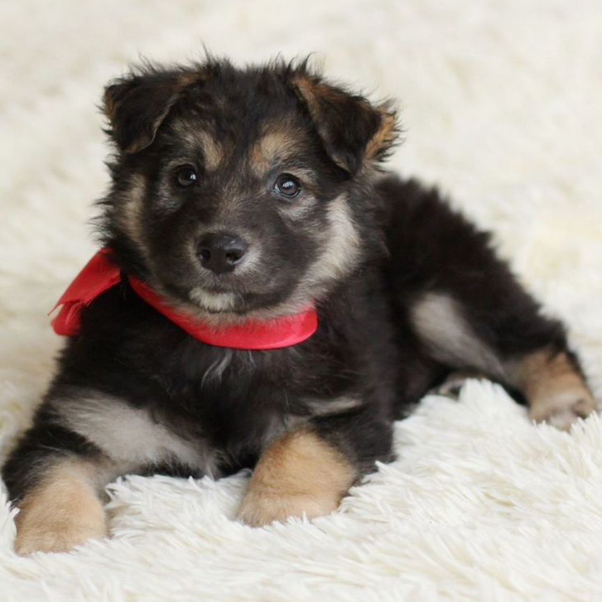 Щенок в добрые руки