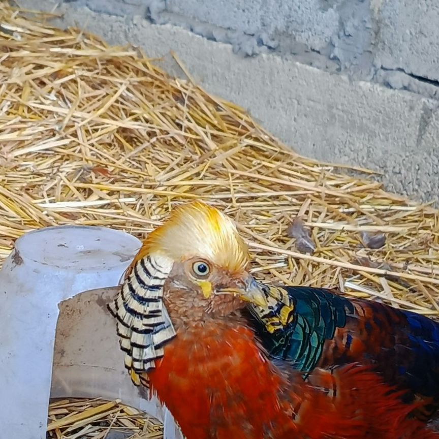 Золотой фазан