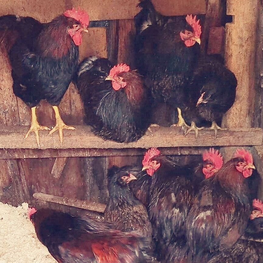 Продам молодых петушков барневельдр