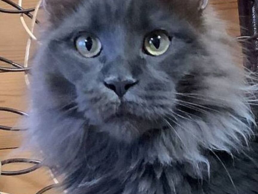 Продажа котят