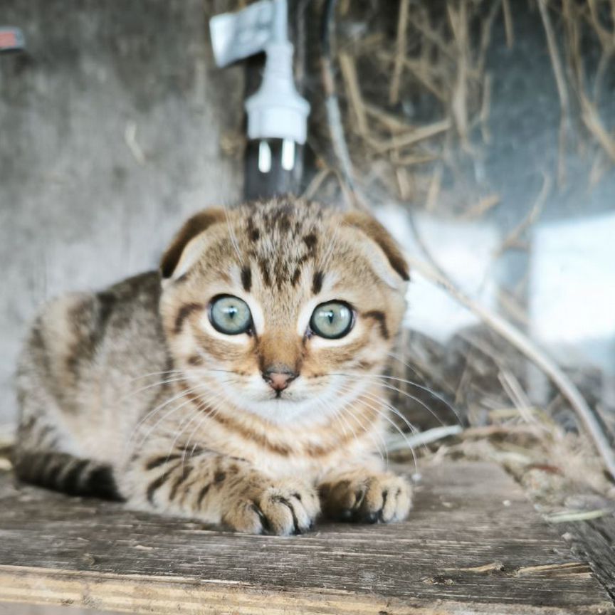 Кошечка из леса