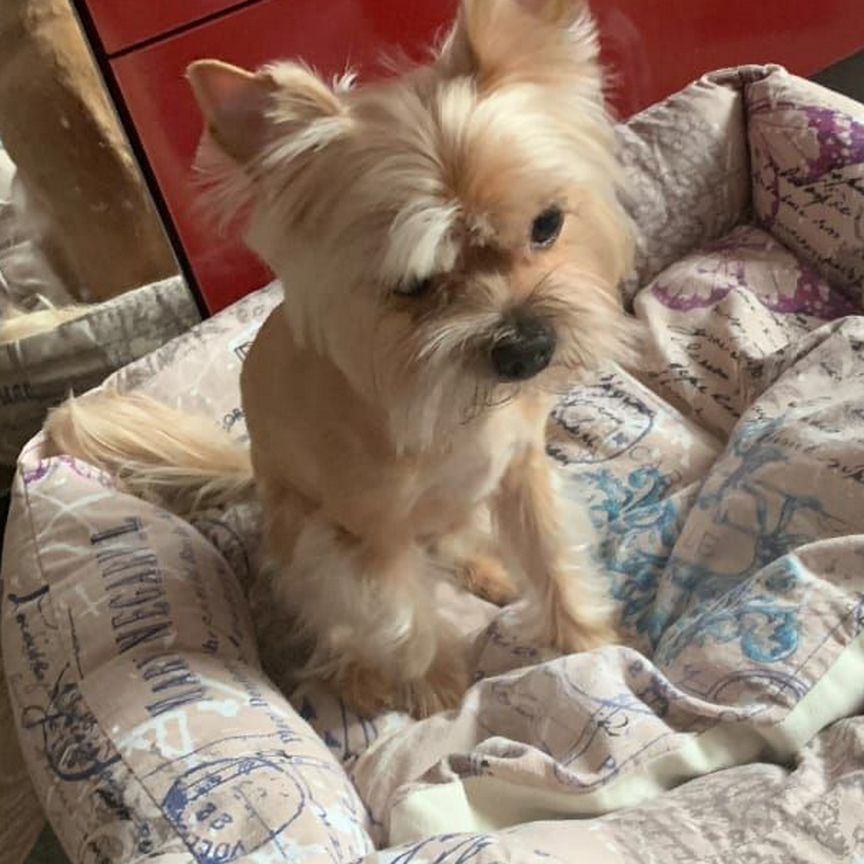 Йоркширский терьер отдам в добрые руки