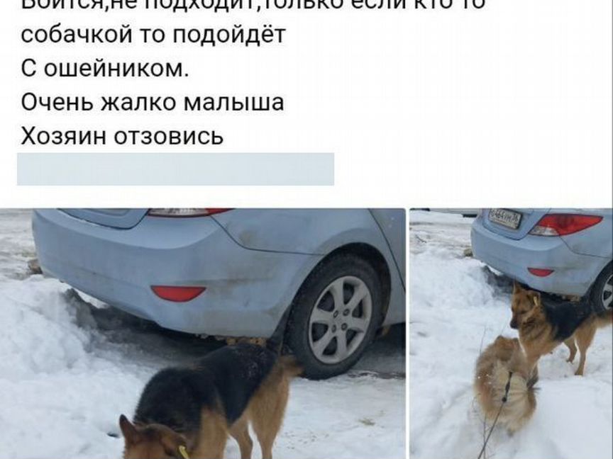 Собака в добрые руки отдам бесплатно