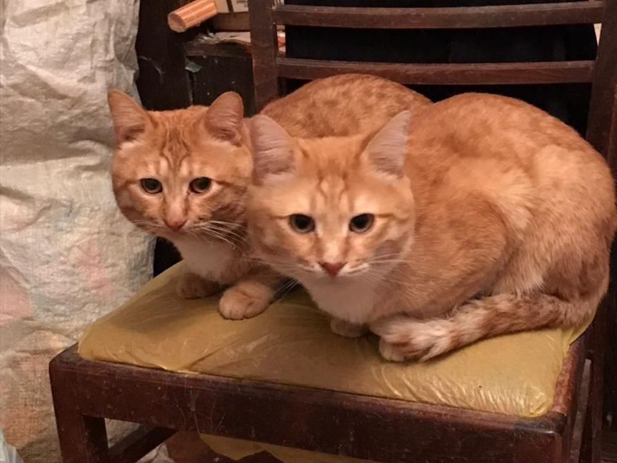 Хуан и Хосе - братья-неразлучники