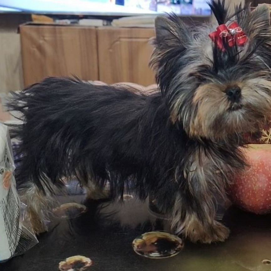 Йоркширский терьер, щенок