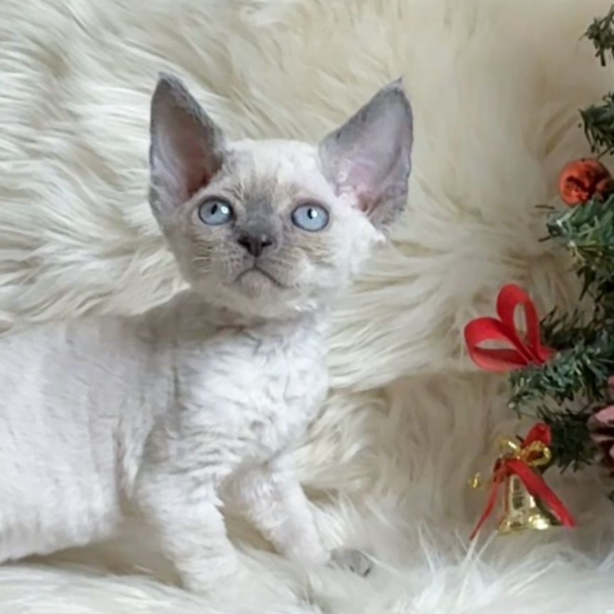 Девон-рекс котёнок