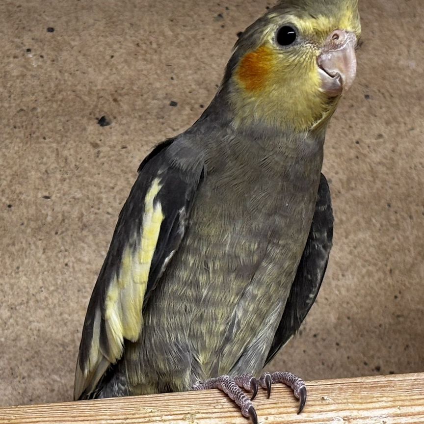 Попугай корелла девочка и мальчик