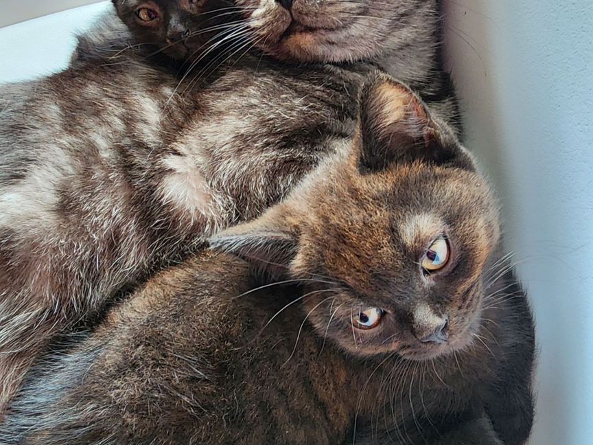 Британские котята