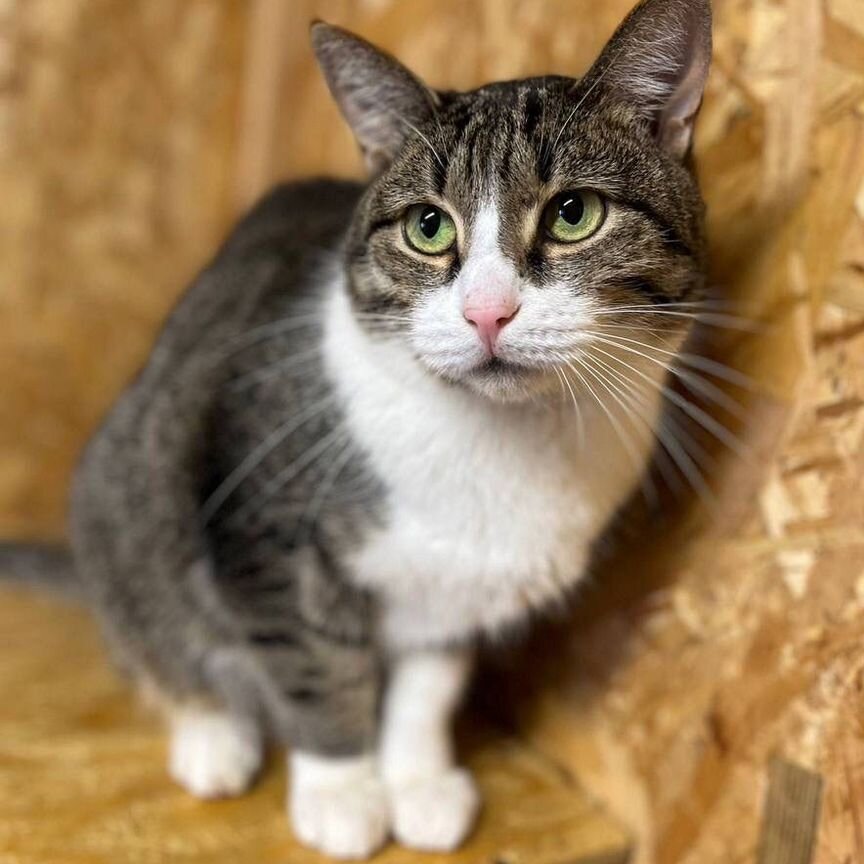 Взрослый кот в добрые руки