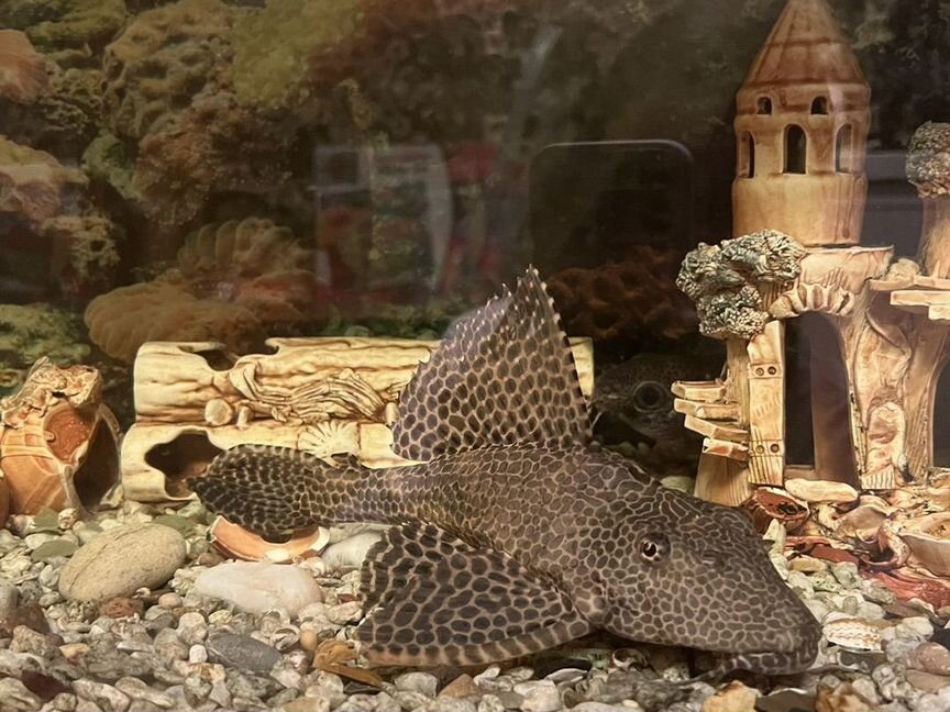 Даром сомы и рыбка