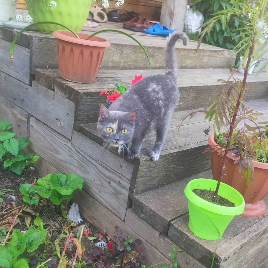 Взрослая, кошка в добрые руки