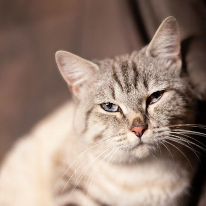 Котик Веном в добрые руки