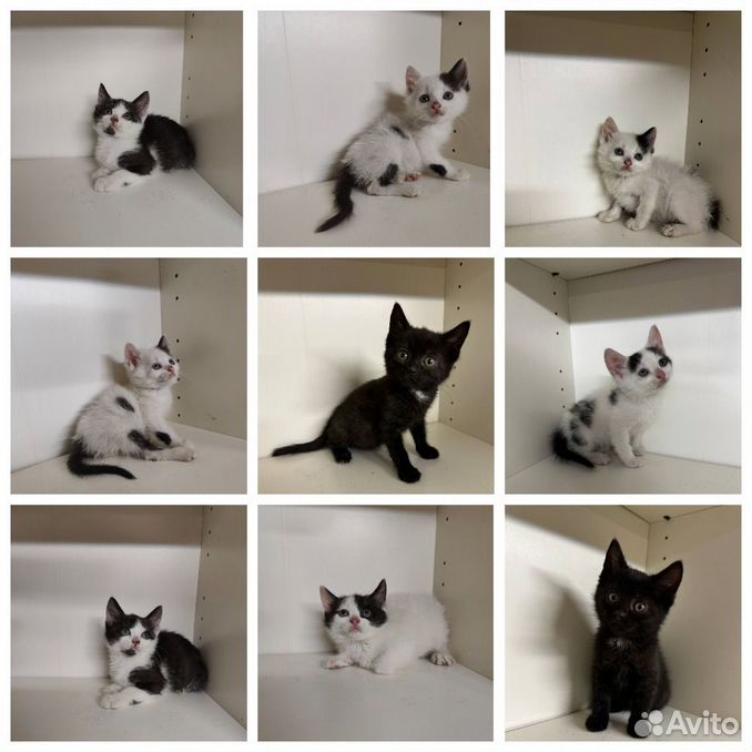 Котята с дач ищу свои дома. Их семеро