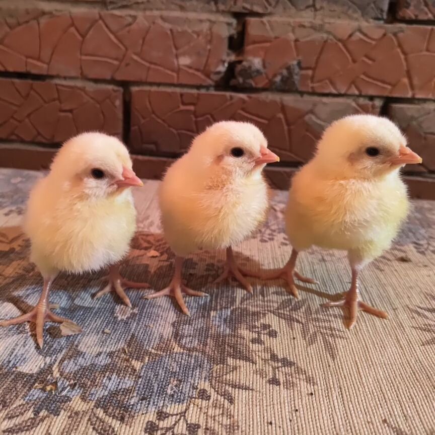 Цыплята несушки леггорн