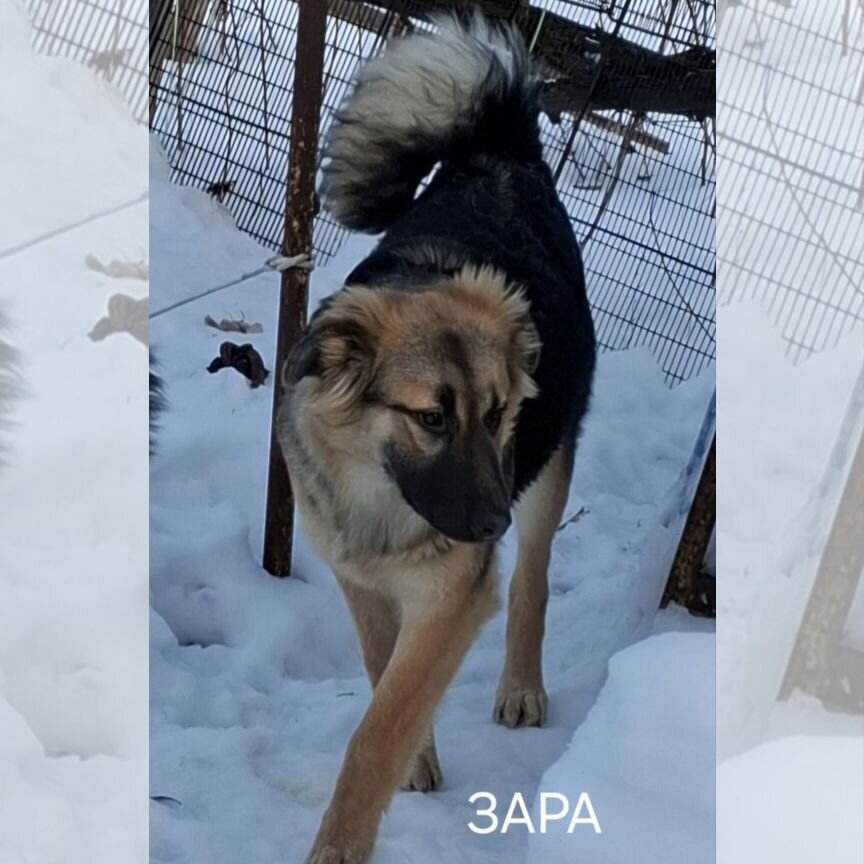 Умная молодая собака ждёт своих хозяев