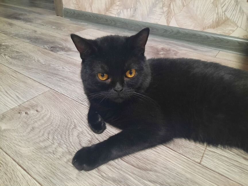 Черный британец