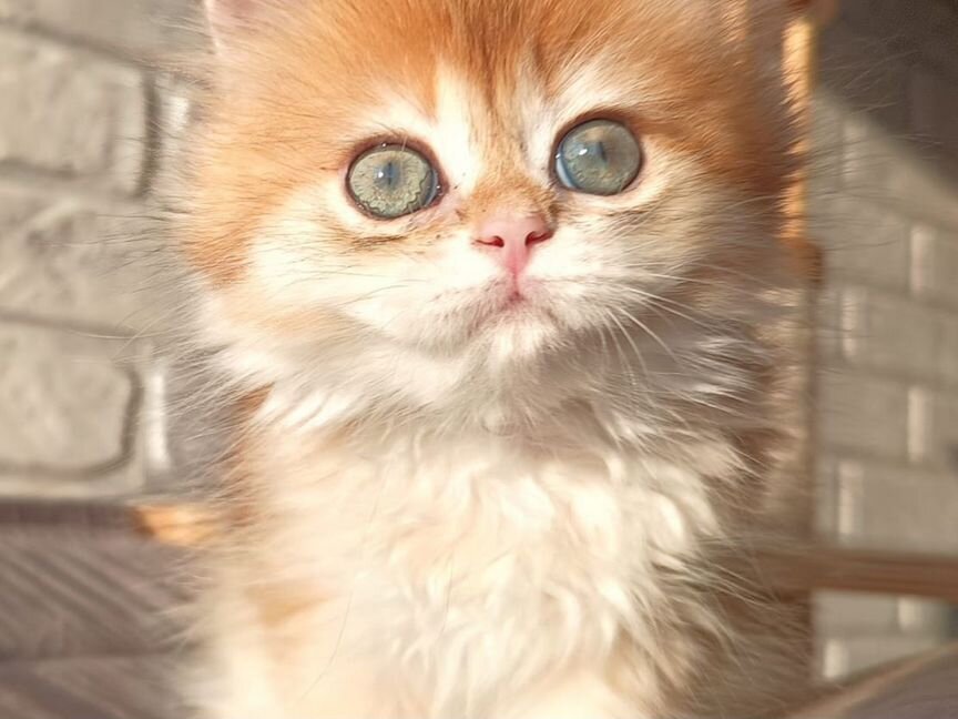 Озорные британские девочки