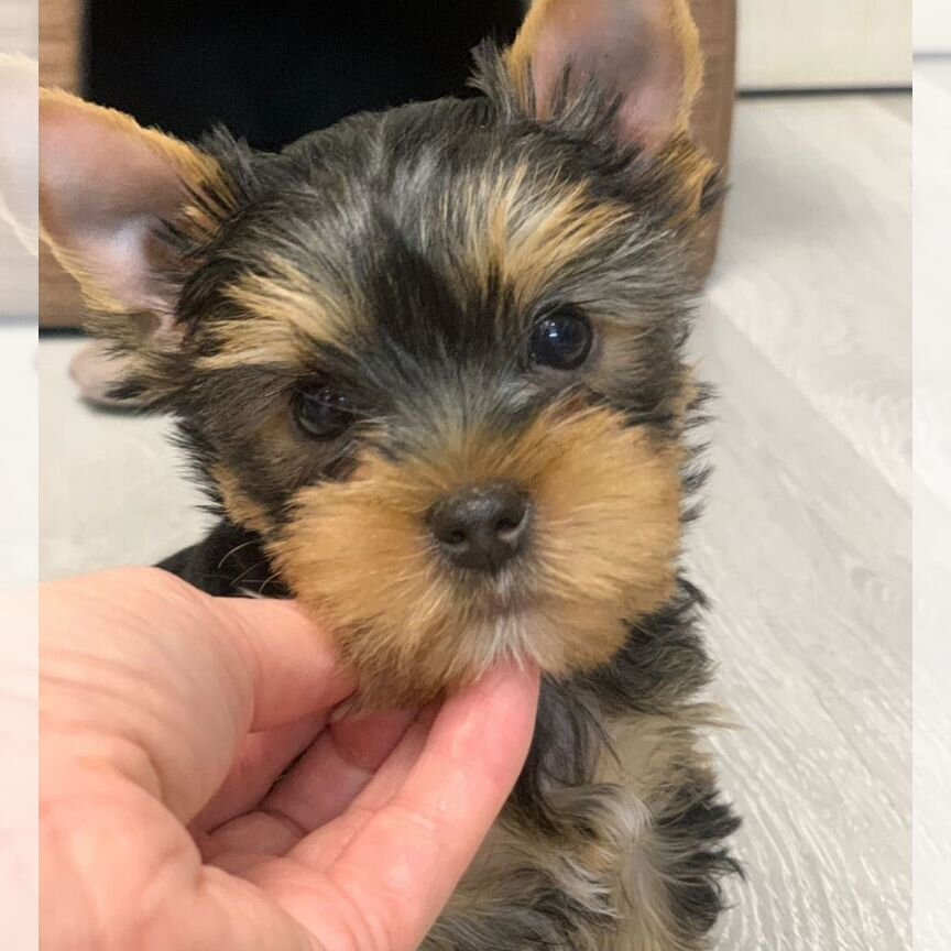 Йоркширский терьер, щенок