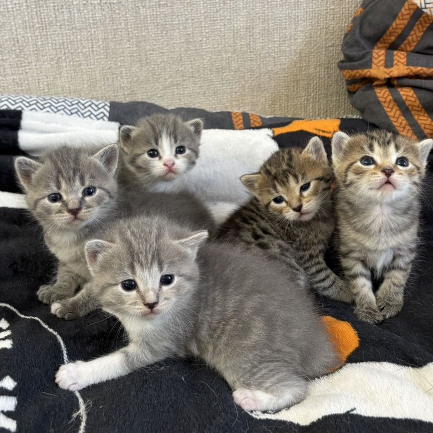 Котята в добрые руки бесплатно