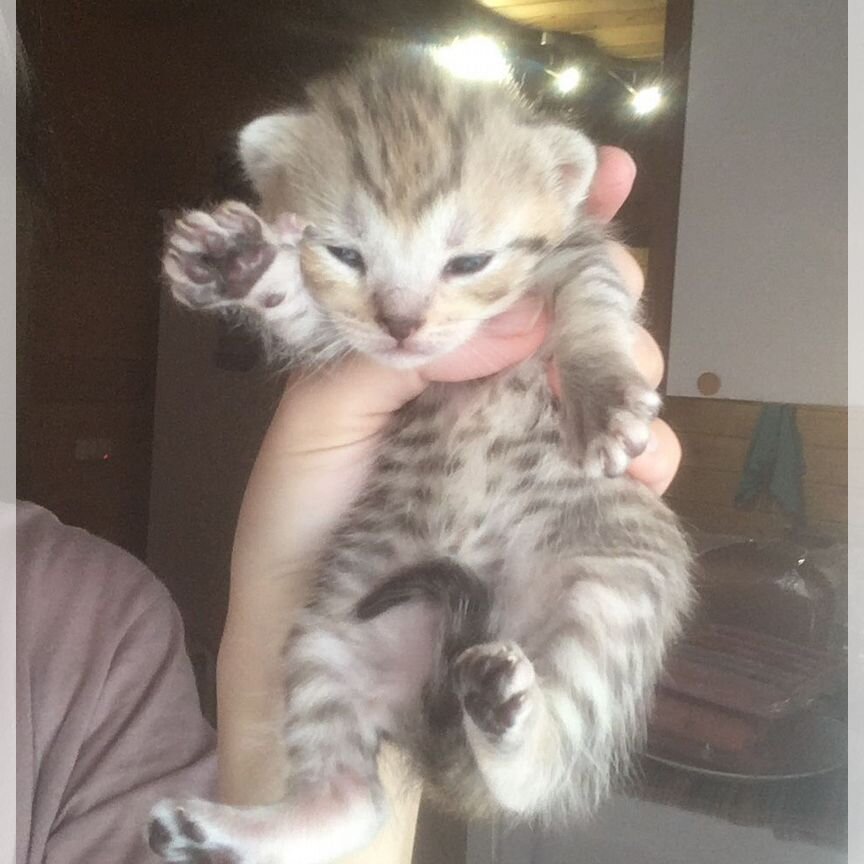 Шотландский скотч котята