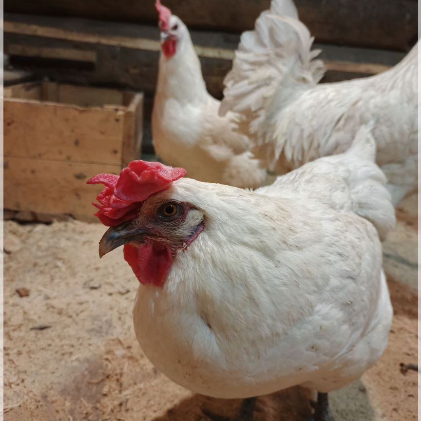 Бресс Гальсая ия