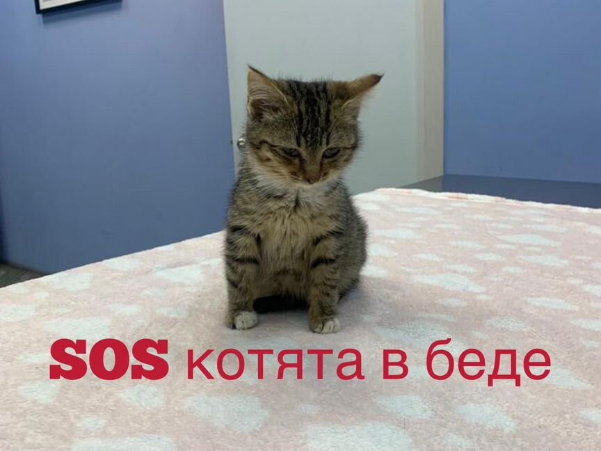 Котята нужна помощь или дом