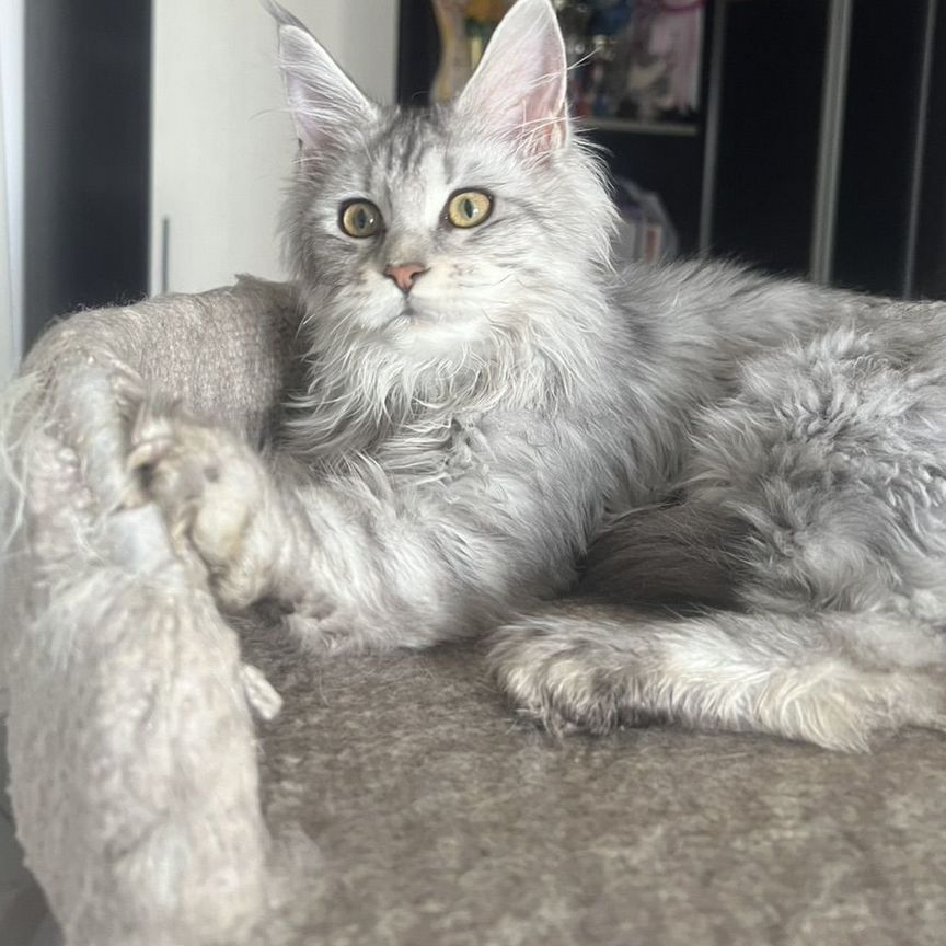 Мейн-кун котёнок