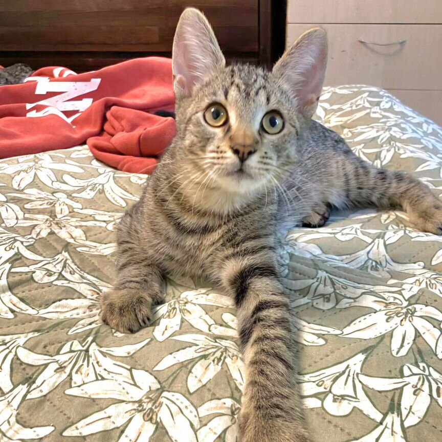 Котята