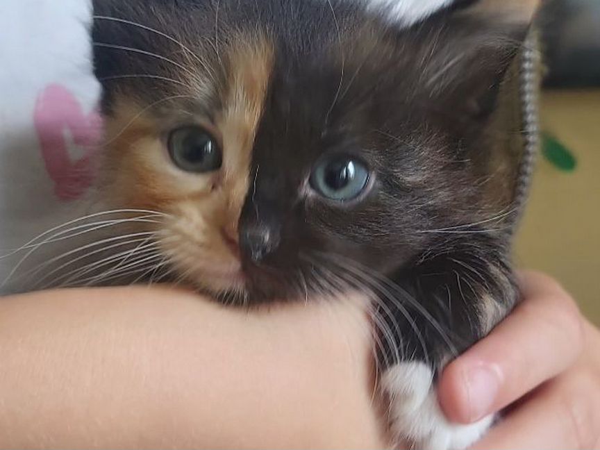 Котята в добрые руки 1 месяц