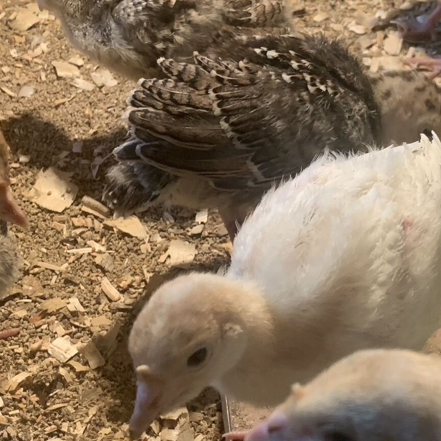 Цыплята индюков, двухнедельные