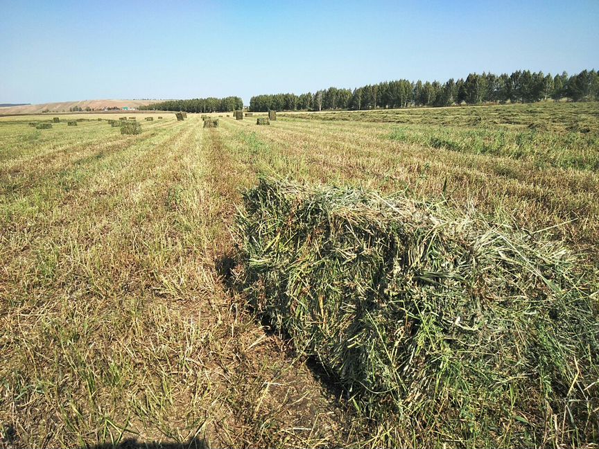 Сено люцерны, костер в тюках